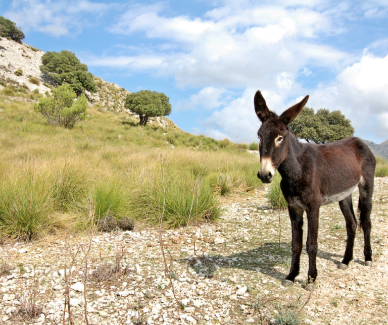 Lessons from a Donkey – The War Cry